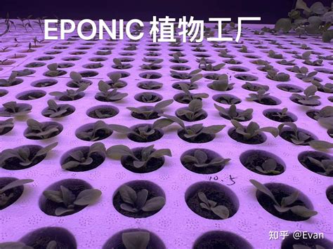 请问实验室种植本氏烟草有什么注意点吗？ 知乎