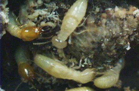 Formosan Subterranean Termites Treatment Control Damage Orkin