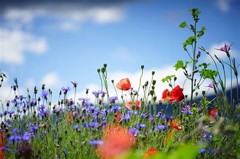 양귀비 꽃의 배경입니다 매크로에 의해 생성 된 배경녹색 필드에 빨간 양귀비 꽃을 캡처 0명에 대한 스톡 사진 및 기타 이미지 0명 개양귀비 경관 Istock
