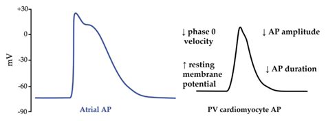 Schematic Illustration Of Differences Between Action Potentials Aps Download Scientific
