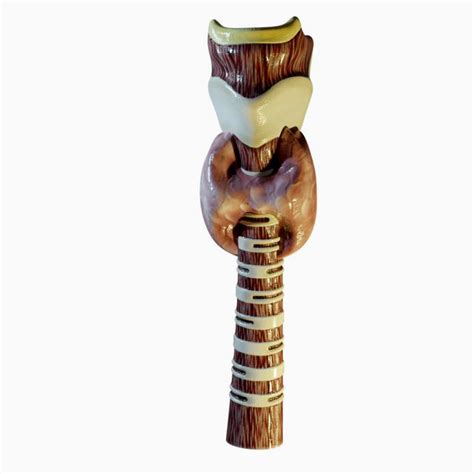 Human Throat Anatomy 3d Model