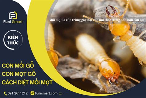 Con Mọt Gỗ Con Mối Gỗ Là Gì Mối Mọt Là Gì Cách Diệt Mối Mọt