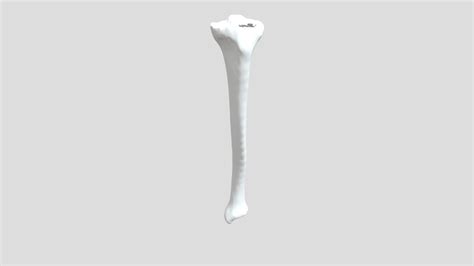 Tibia 3d Model By Estdavidduarte2 Cc3ae05 Sketchfab Tibia 3d Model By Estdavidduarte2 Cc3ae05 Sketchfab