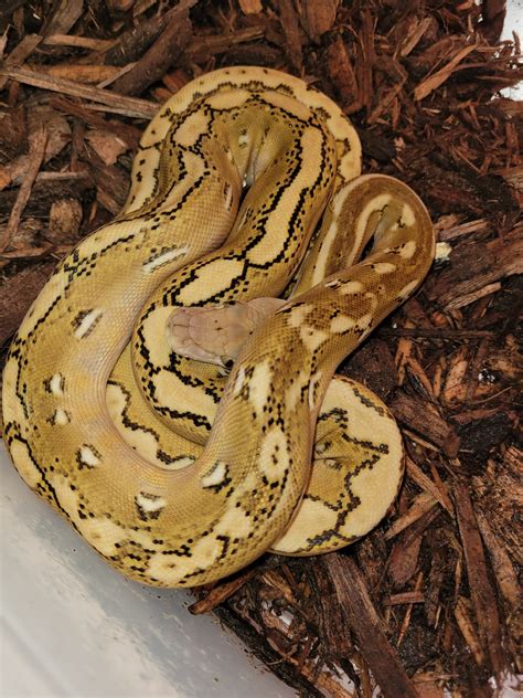 Phantom Sunfire Platinum Reticulated Python By Teugenis Morphmarket