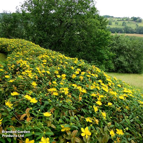 Hypericum Calycinum Suttons