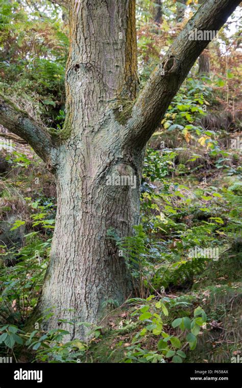 A Fun Image Of The Trunk And Branches Of A Tree Which Appear To Look Like A Sad Face Stock Photo