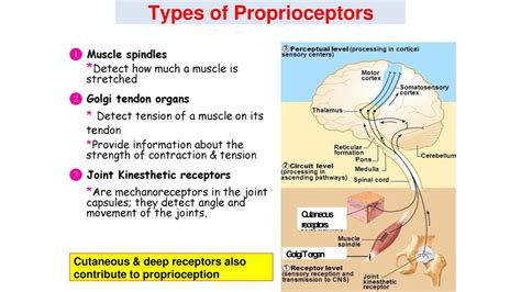 Exams And Me Sixth Sense Somatosensory System Proprioceptors