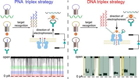 Simultaneous Detection Of Multiple Biomarkers By Peptide Nucleic Acids‐based Triplex Molecular