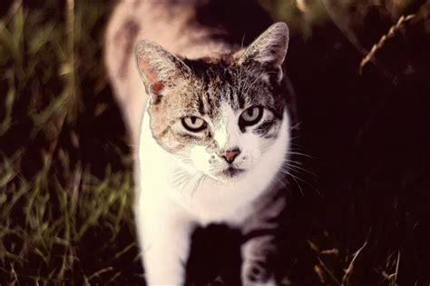 Scripts Gimp Elsamuko