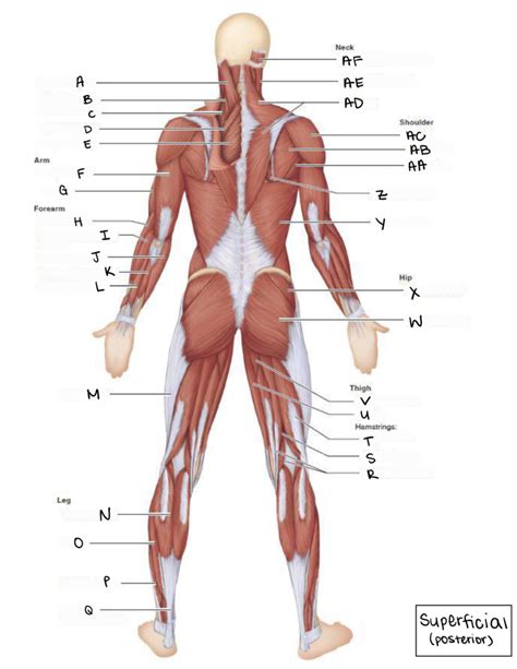 Posterior Body Diagram Quizlet