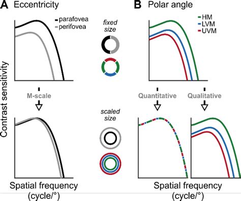 Schematic Predictions Of Contrast Sensitivity Functions Csfs A