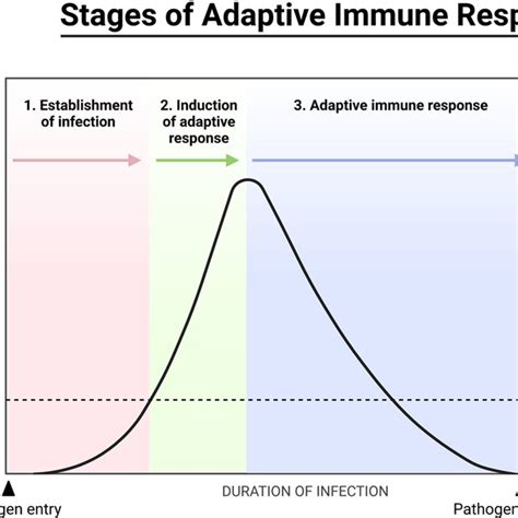 Stages Of Adaptive Immune Response This Schematic View Demonstrates