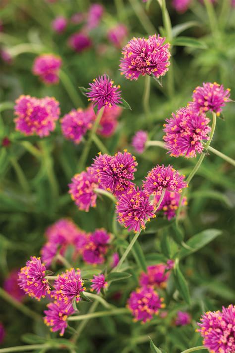 Truffula™ Pink Globe Amaranth Gomphrena Pulchella Proven Winners