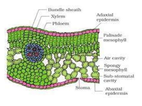 Plant Leaf Cells Structure Dicot Diagram Quizlet