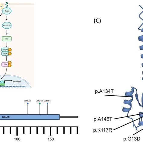 A Schematic Diagram Of The Ras Activation To Induce The Mapk Erk