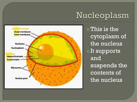Ppt Biology 12 Powerpoint Presentation Free Download Id 2063223