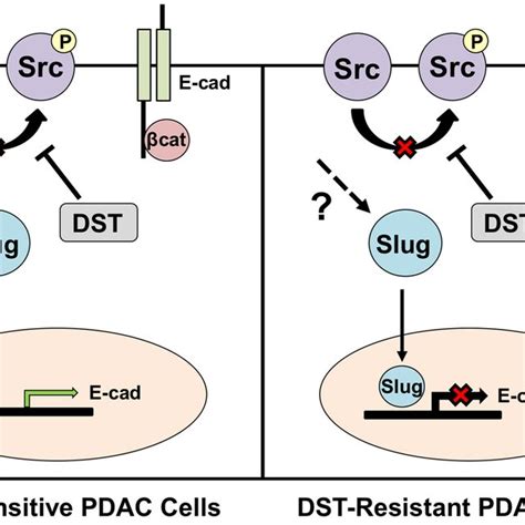 Src Kinase Inhibition Increases E Cadherin And β Catenin Protein Levels Download Scientific