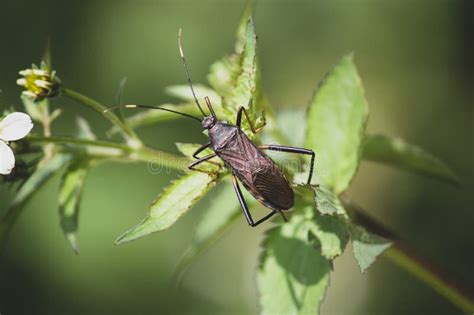 Closeup Of Black Bug Bettle Insect On A Leaf Stock Image Image Of Nature Beauty 320288745