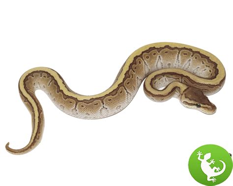 Best Butter Pinstripe Ball Python Male In 2024 Ultimate Reptile Best Butter Pinstripe Ball Python Male In 2024 Ultimate Reptile