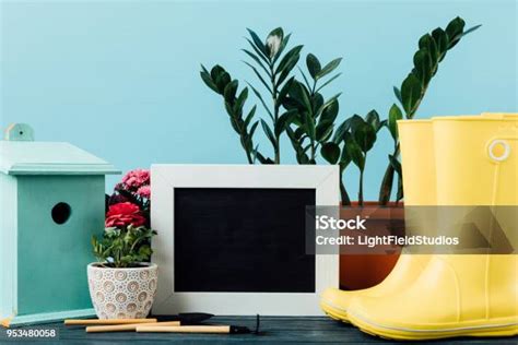 블루에 나무 탁상에 화분 고무 장화 버드 원 예 장비 및 빈 칠판에 식물의 보기 닫기 0명에 대한 스톡 사진 및 기타 이미지 0명 고무장화 공란 Istock