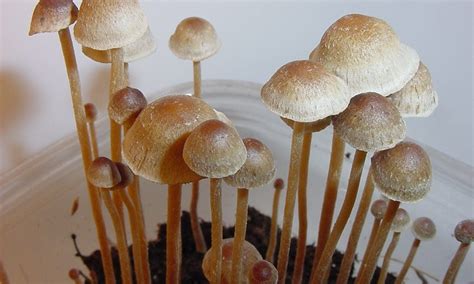 Hawaii Lawmakers Introduce Plan To Study Psychedelic Mushrooms With