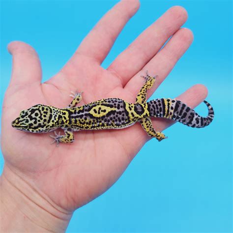 Female Black Night 50 Afghan 25 Turcmenicus 25 Leopard Gecko Geeky Gecko Creations