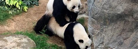 Pandas Finally Having Sex Thanks To Coronavirus