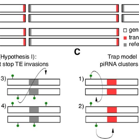 Overview Of Our Simulation Approach For Testing The Trap Model A We Download Scientific