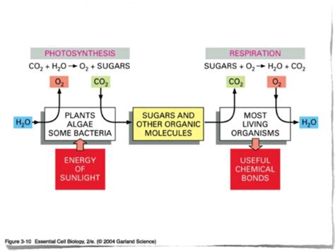 Redox Reaction Flashcards Quizlet
