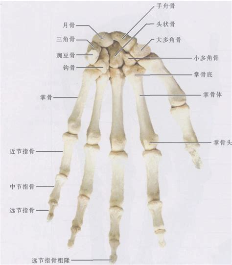 图1 1 36 手骨 人体解剖学与组织生理病理学 医学