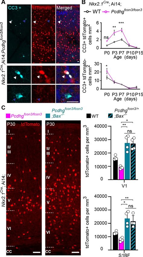 Clustered Gamma Protocadherins Regulate Cortical Interneuron Programmed