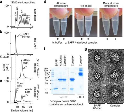 Binding Of Atacicept To Baff 60 Mer Does Not Induce Baff Dissociation Download Scientific