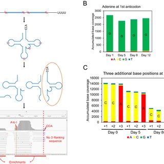 Characteristics Of TRFs Identified By Sequencing Read Alignment To The