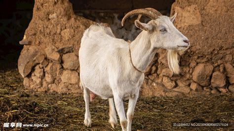 山羊摄影图 家禽家畜 生物世界 摄影图库 昵图网