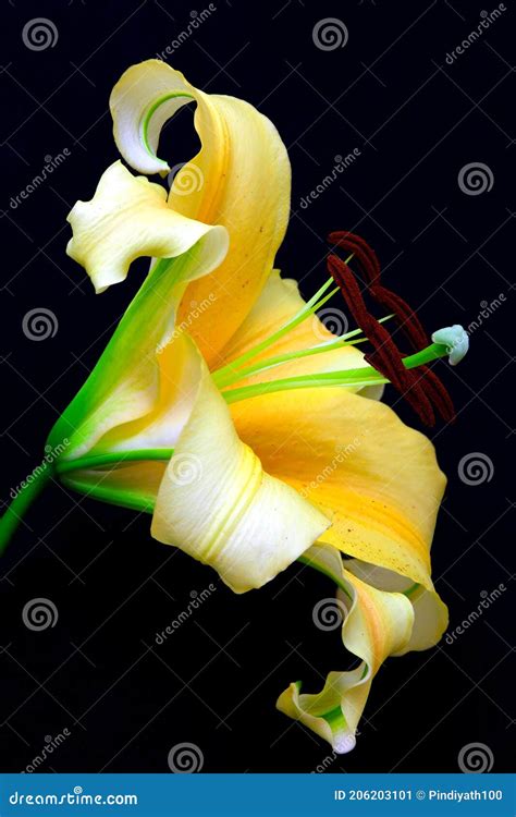 Large Yelloween Oriental Lily Close Up on Dark Background Stock Image ...