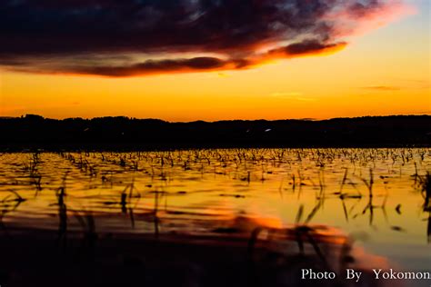田んぼと夕日 by yokomon ID6739453 写真共有サイト PHOTOHITO