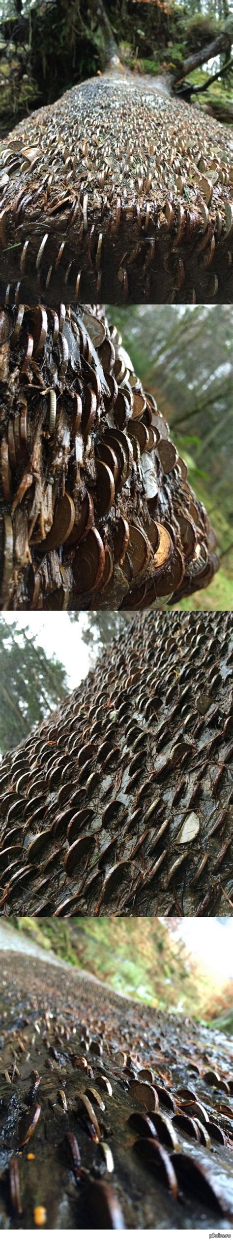 Penny Tree Пикабу