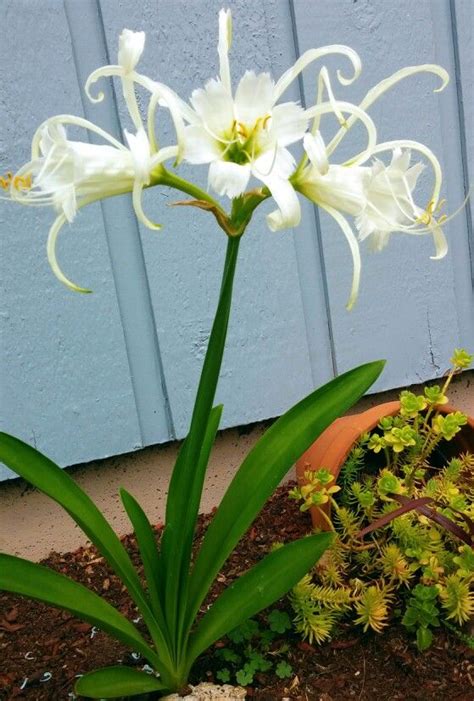 Peruvian Daffodil Peruvian Daffodil Cottage Garden Daffodils
