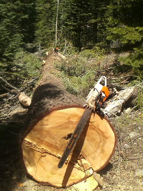 Tree Arborist Work High Mountain Arborist