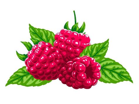 Малина картинка для детей