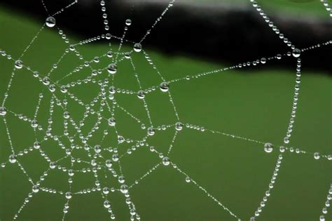 Fay3 صور لـ ندى شبكة الشبكه العنكبوتيه الشبكه العنكبوتيه قطرات