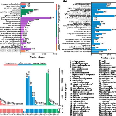 Functional Annotations For P Grandiflorus A KEGG Pathway