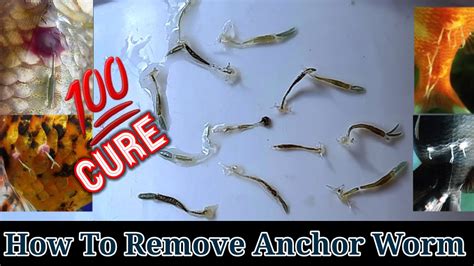 Anchor Worm Disease And Treatment How To Remove Anchor Worm Youtube