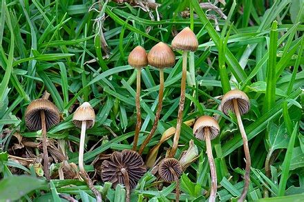 Psilocybin Mushroom Wikipedia