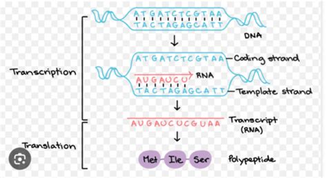 Unit 5 Molecular Genetics Flashcards Quizlet
