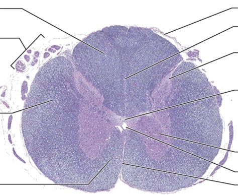 Midterm Spring Lab Practical Diagram Quizlet