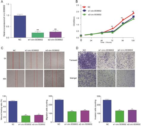 Silencing Circ0036602 Suppressed Cc Invasion Migration And Download Scientific Diagram