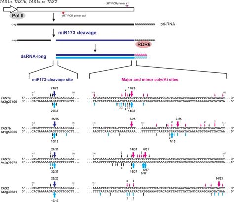 The Entire Polyadenylated 3′ Products Of Mir173 Cleaved Pri Rnas Of Download Scientific