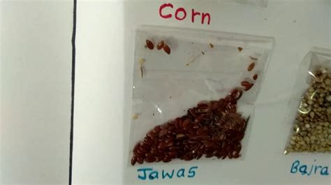 Monocot Seed Vs Dicot Seed