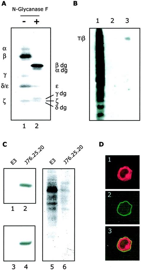 Constitutive And Ligand Induced Tcr Degradation 1 The Journal Of